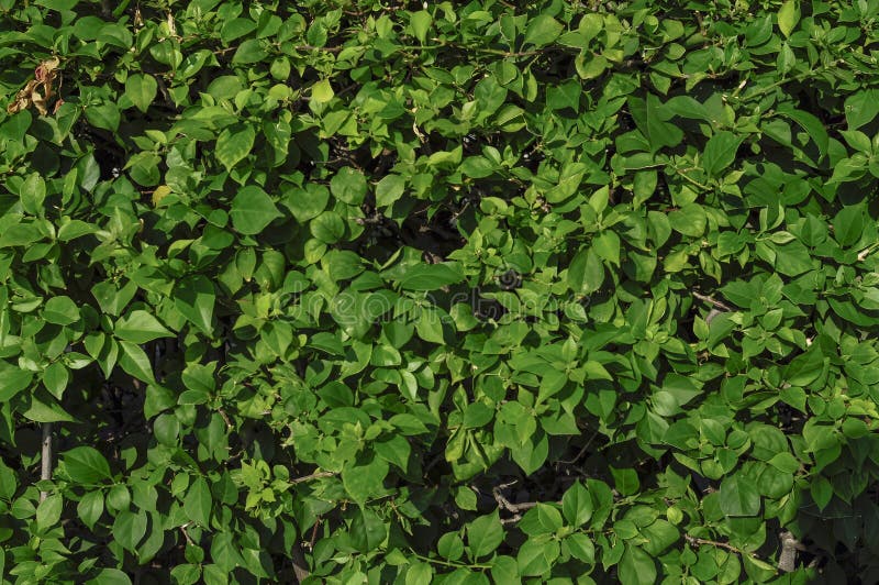 Bush texture stock image. Image of horisontal, area, macro - 92196153