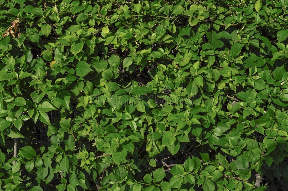 Bush texture stock image. Image of horisontal, area, macro - 92196153