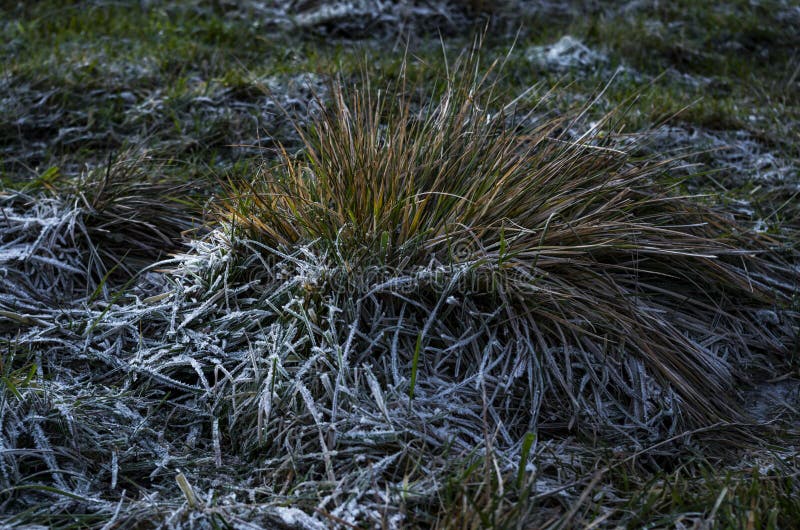 A Bush of Thick Grass with Thick Frost in the Night Stock Photo - Image ...