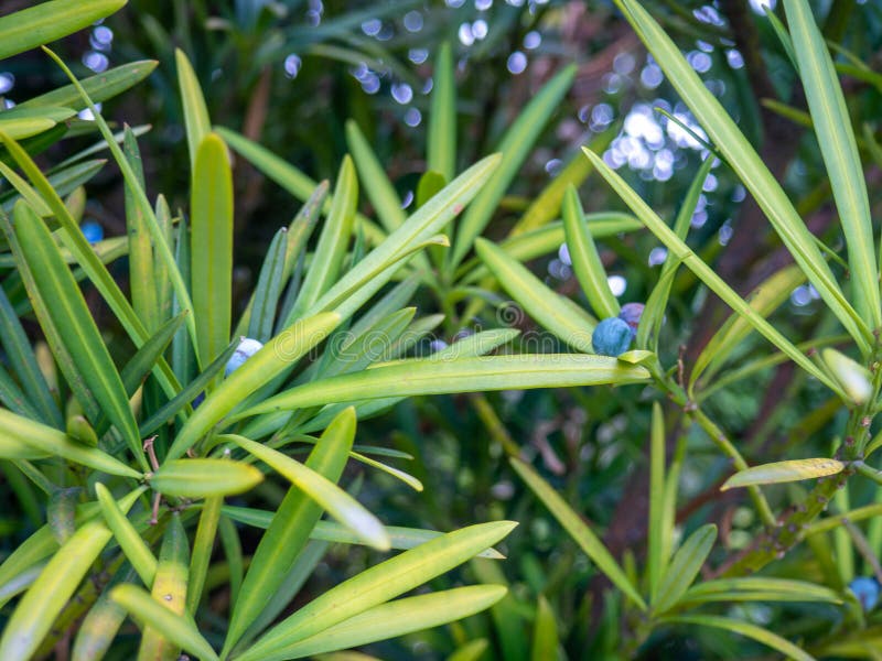 Bush with Thin Long Leaves. Leaves Background. Pattern from the ...