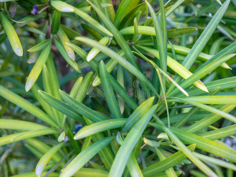 Bush with Thin Long Leaves. Leaves Background. Pattern from the ...