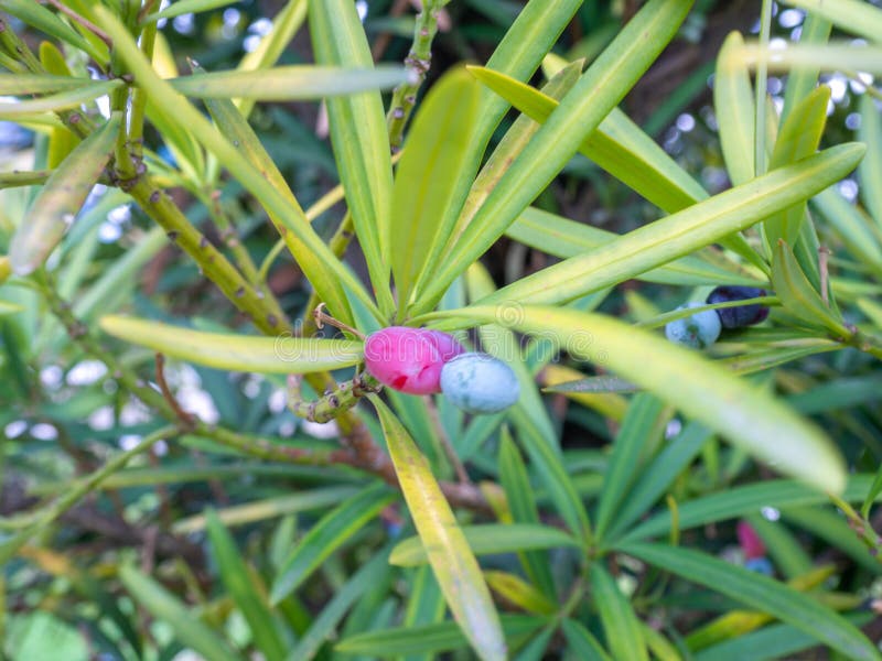 Bush with Thin Long Leaves. Leaves Background. Pattern from the ...