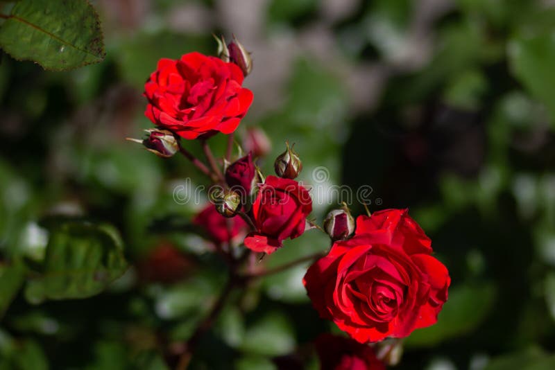 Bush with Three Red Roses with the Bloom Flowers Stock Image - Image of ...