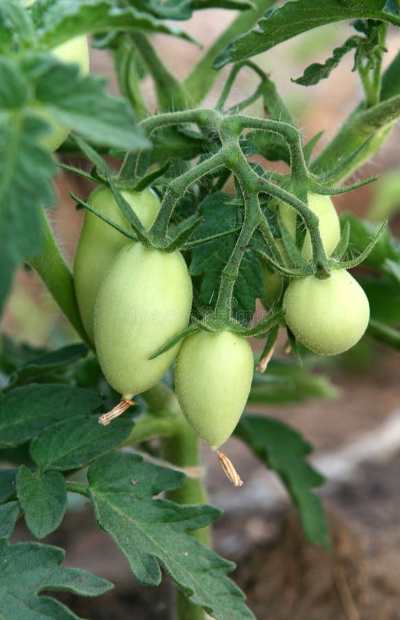 Bush tomatoes. stock photo. Image of ripening, garden - 15042844
