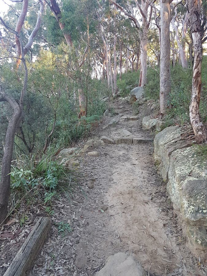 Bush track stock photo. Image of walk, bush, path, outback - 101377676