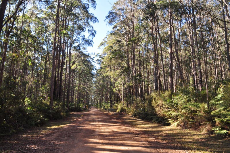 Bush Track Though Native Eucalypt Forest Stock Photo - Image of green ...