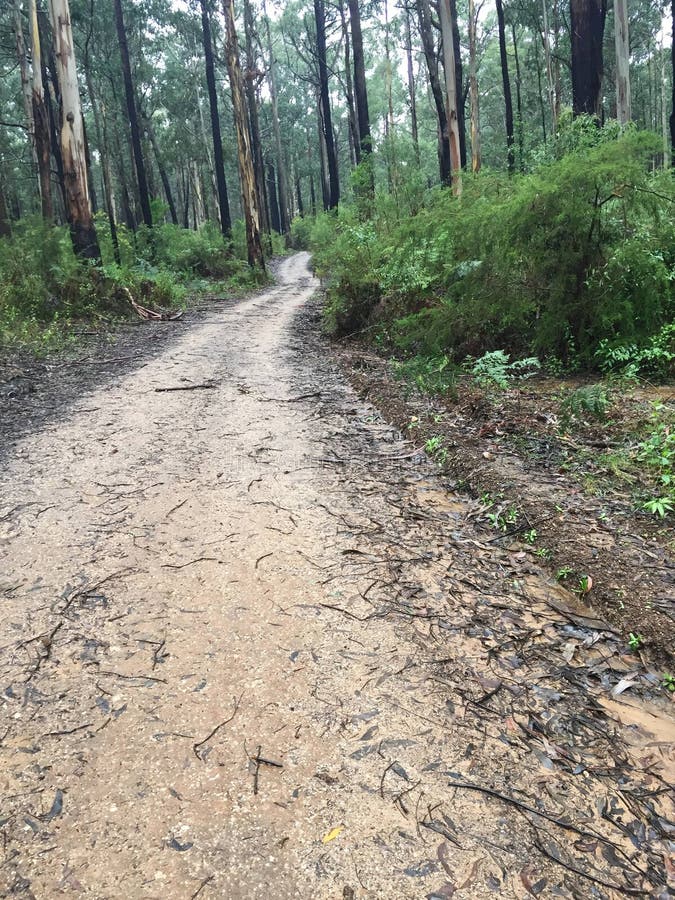 Bush Tracks Rawson stock image. Image of melbourne, back - 128038875
