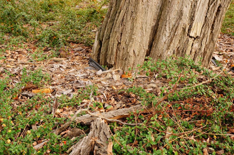 Bush and tree stock photo. Image of soil, landscape, ecosystem - 45431708