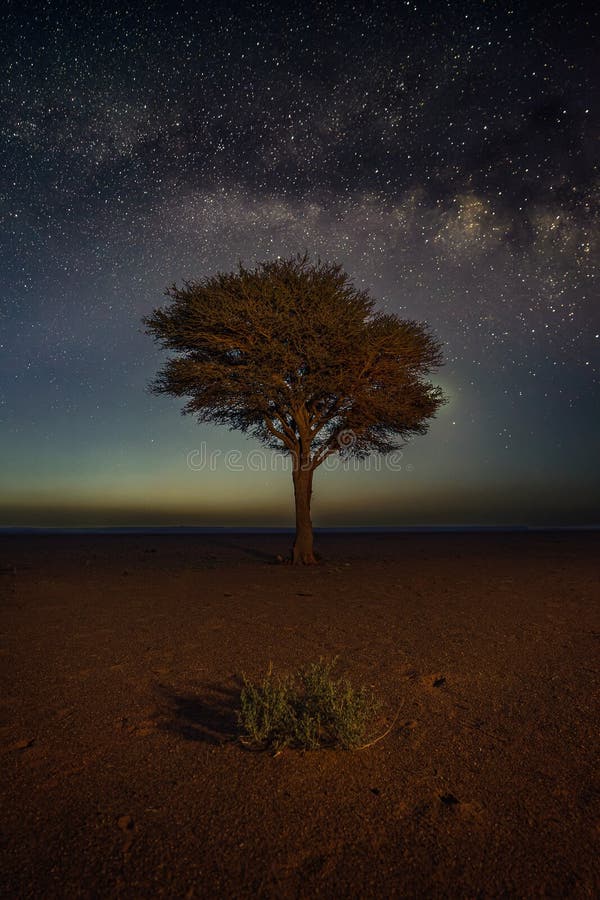 BUSH TREE and MILKY WAY stock image. Image of desert - 251549573