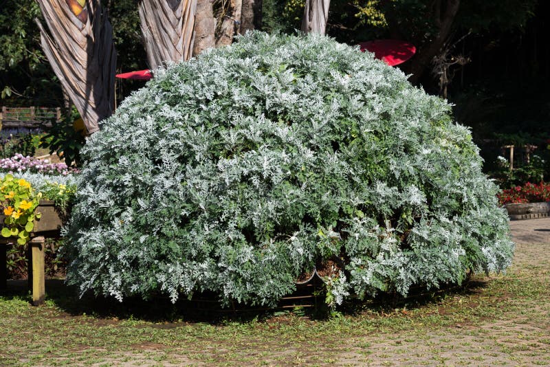 Bush tree old stock image. Image of bush, spring, bushes - 67641635