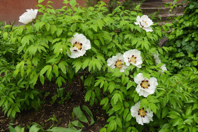 Bush of Tree Peony with White Flowers Stock Photo - Image of plant ...