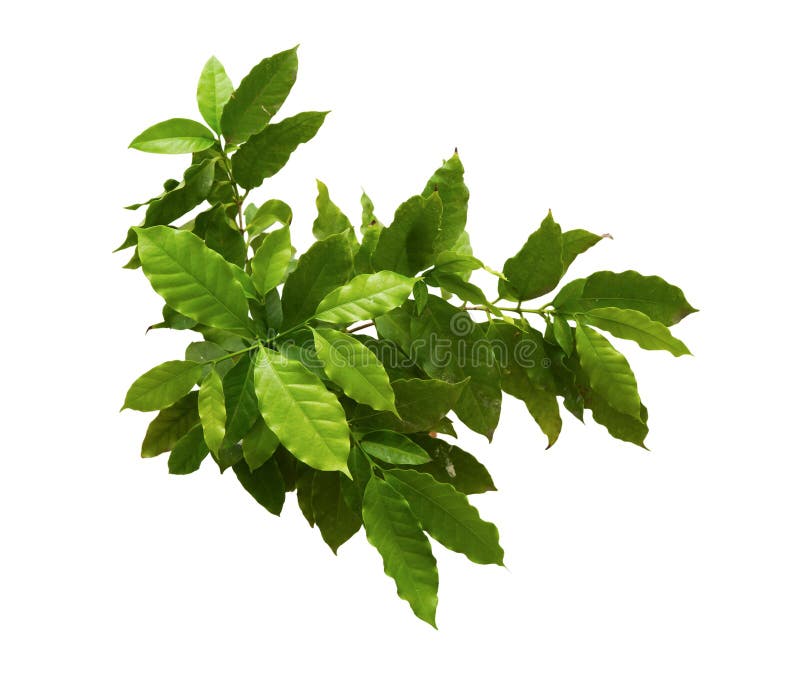 Bush Tree Top View Isolated on White Background Stock Image - Image of ...