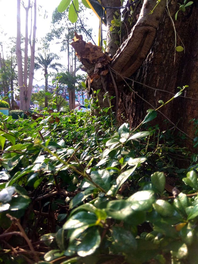 Bush beside the tree stock photo. Image of bush, blooming - 138868290