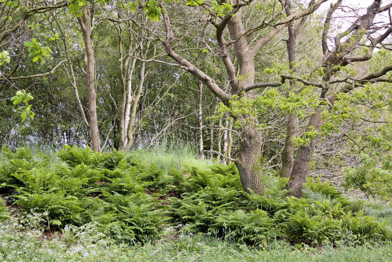 Bush and Trees with Lots of Tree Trunks in Germany Stock Photo - Image ...