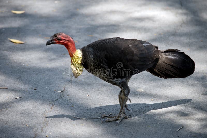 This is a Side View of a Bush Turkey Stock Photo - Image of australian ...