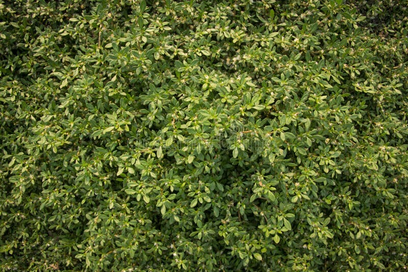 1,500 Normal Trees Stock Photos - Free & Royalty-Free Stock Photos from ...