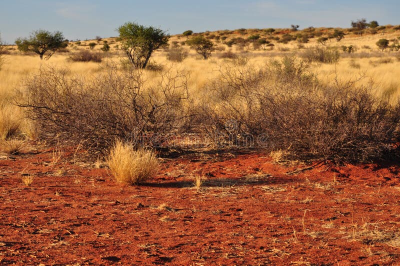 Bush Und Gelbes Gras, Kalahari Stockbild - Bild von wildnis, sonnig ...