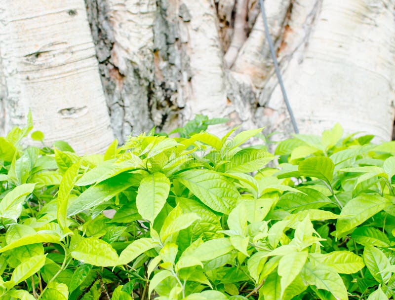 Bush Under Big Tree in Park Stock Photo - Image of plant, beautiful ...