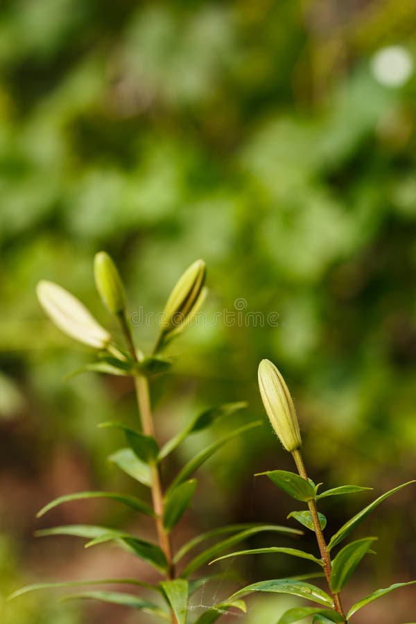 Bush with Unopened Lily Buds in the Spring Garden Stock Image - Image ...