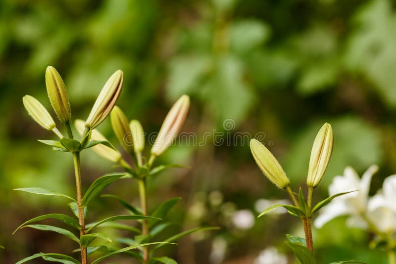 Bush with Unopened Lily Buds in the Spring Garden Stock Image - Image ...