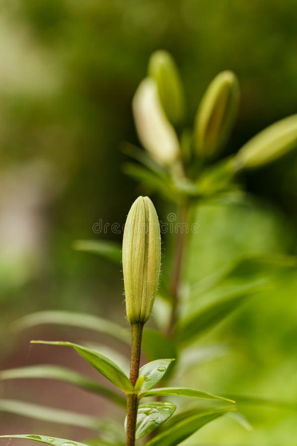 Bush with Unopened Lily Buds in the Spring Garden Stock Image - Image ...