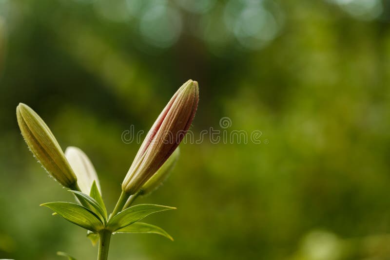 Bush with Unopened Lily Buds in the Spring Garden Stock Image - Image ...