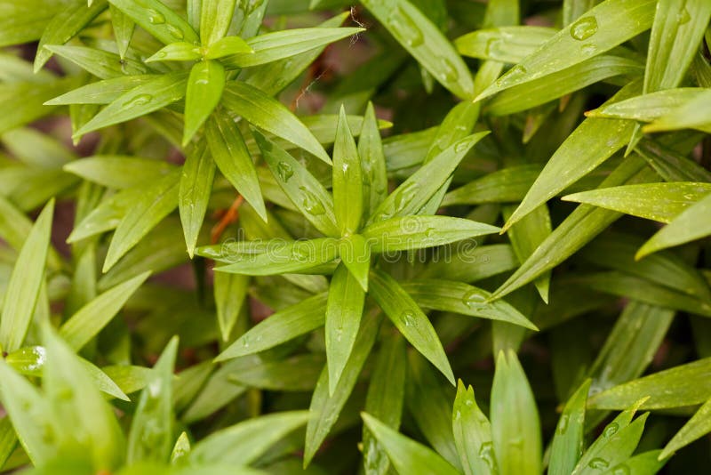 Bush with Unopened Lily Buds in the Spring Garden Stock Photo - Image ...
