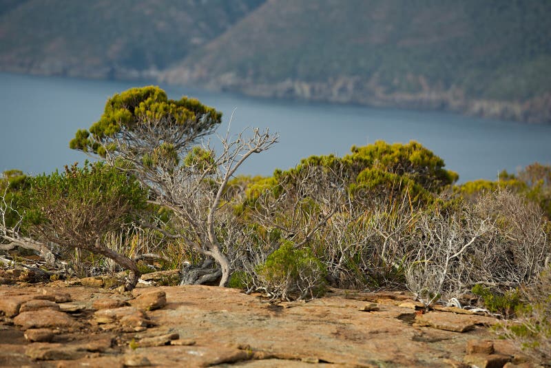 Bush Vegetation in Tasmania Stock Photo - Image of tasmania, bush: 91125514