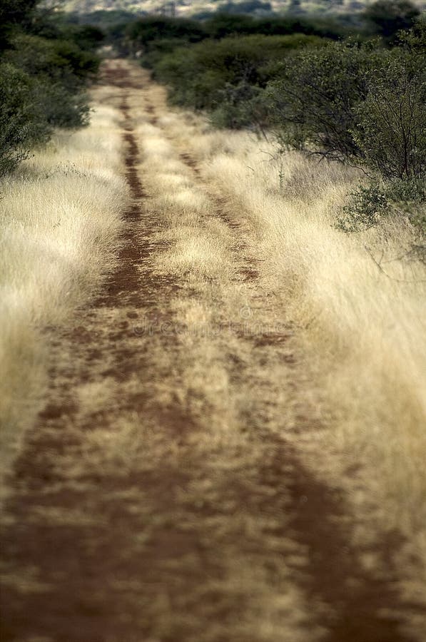 Bush Veld Road stock image. Image of africa, road, narrow - 12302479