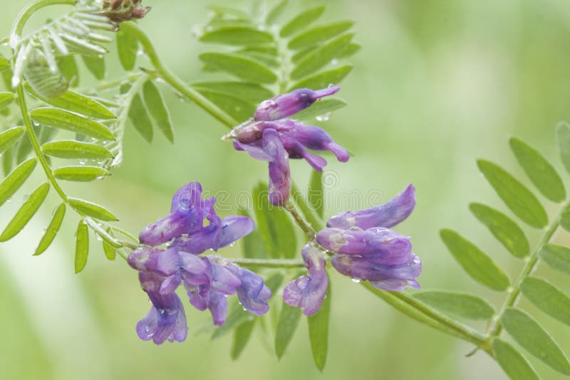 Bush Vetch stock image. Image of vetch, bush, spring - 13301909
