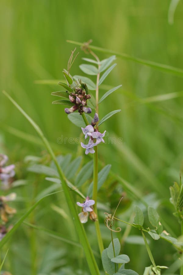 Bush vetch (Vicia sepium) stock photo. Image of purple - 71452920