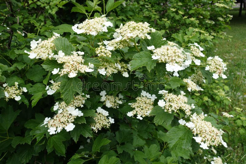 Bush of Viburnum Opulus in Full Bloom Stock Image - Image of greenery ...