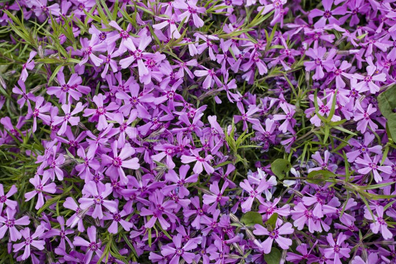 Bush Violet With Rain Drops Stock Image - Image of flowers, obtusa ...