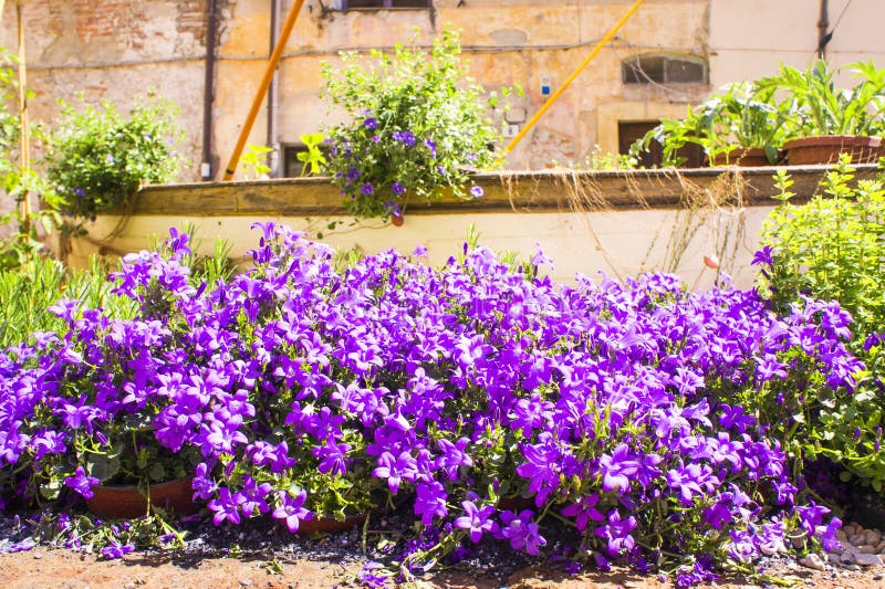 The bush of violet flowers stock photo. Image of flowerbed - 182231516