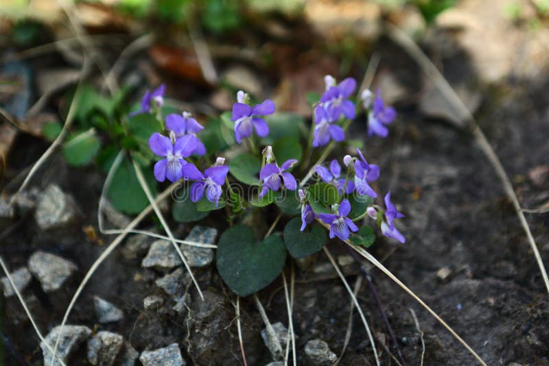 Violet grass flower stock photo. Image of beauty, violet - 169579526