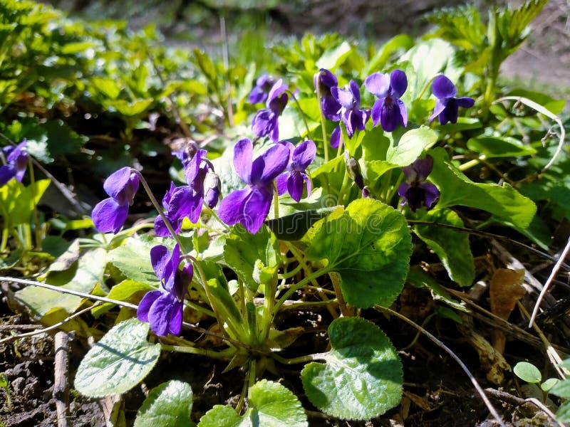 A Bush of Violets among Green Grass in a Forest Clearing Stock Image ...
