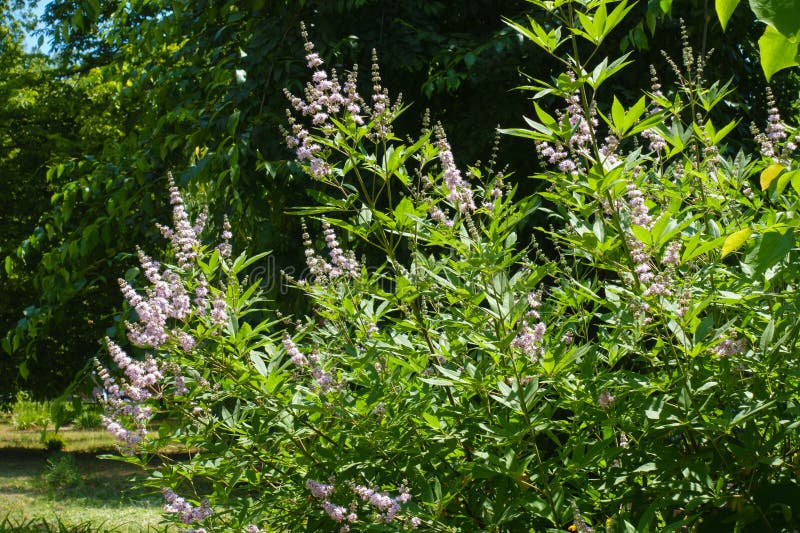 Bush of Vitex Agnus-castus in Full Bloom in July Stock Image - Image of ...
