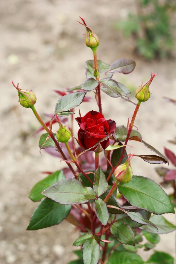 Bush Von Rosen Mit Den Knospen Im Garten Stockbild - Bild von wachstum ...