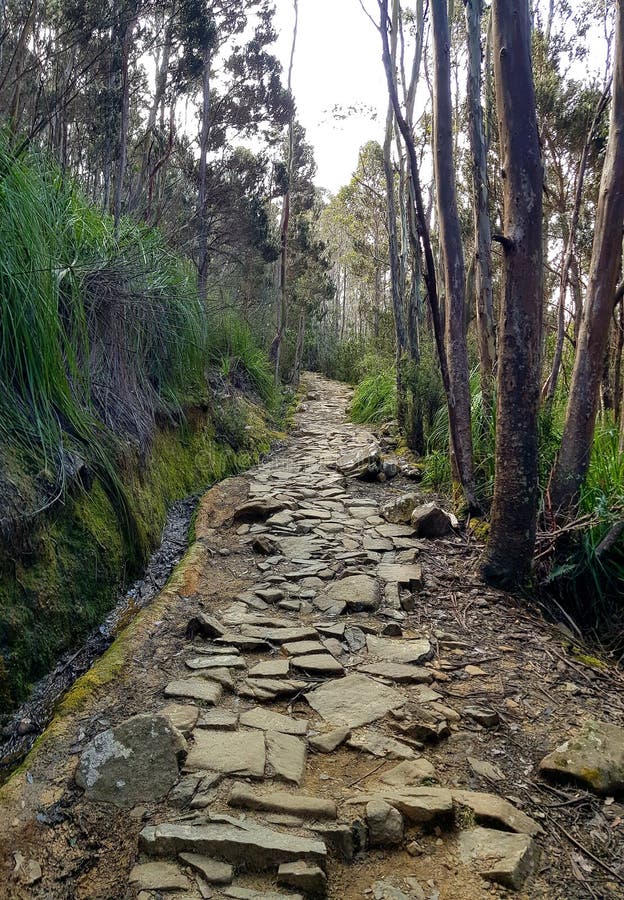 Bush Walk To the Mount Wellington Stock Image - Image of walk, mount ...
