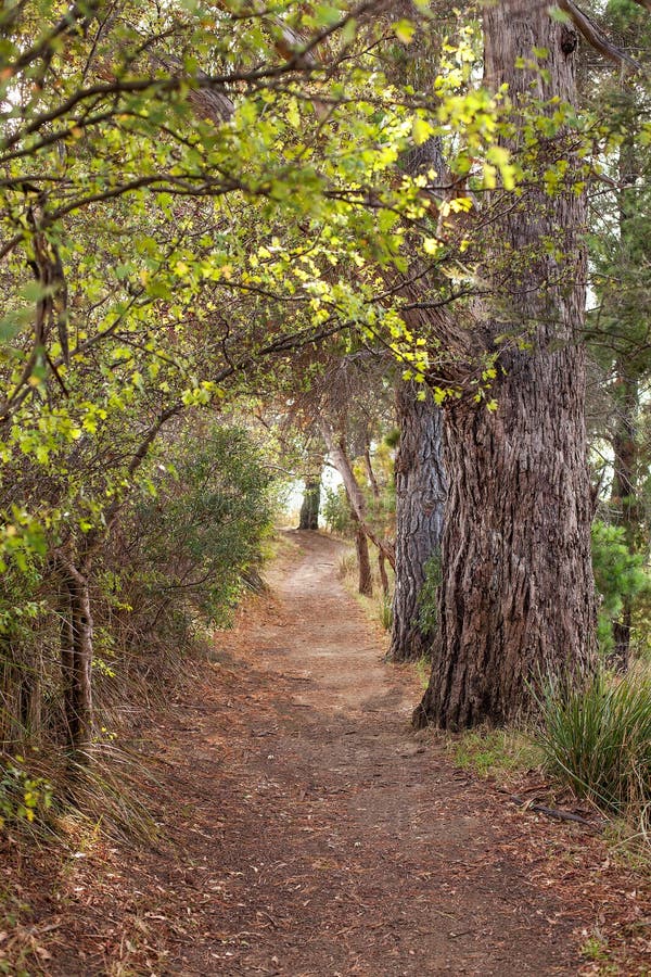 Bush Walking Track stock photo. Image of flora, path - 63195698