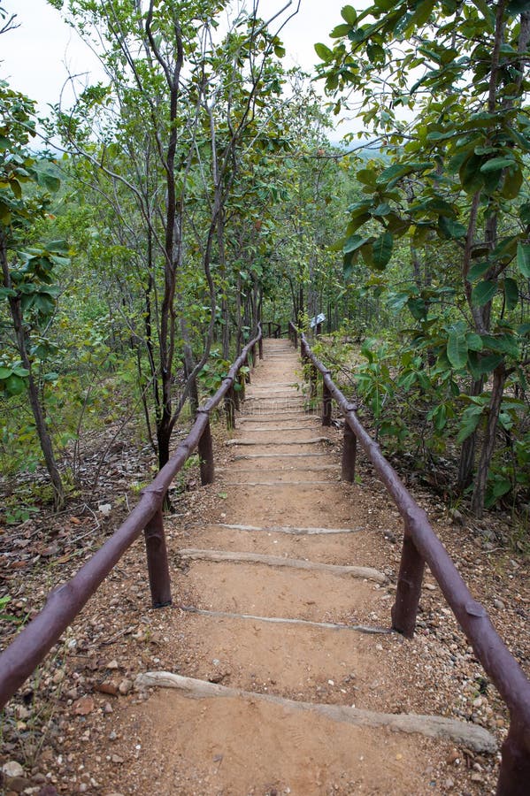 Bush Walking Track In Country Stock Photo - Image of woods, bushwalker ...