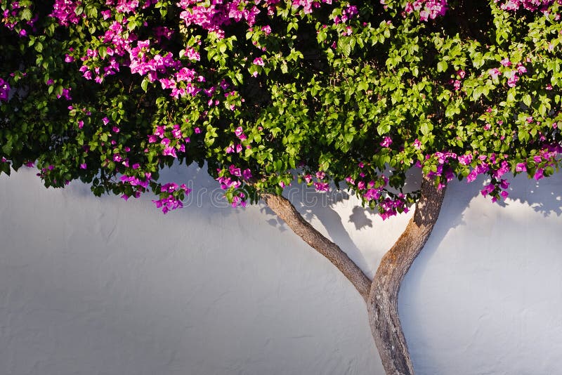 Bush on the wall stock image. Image of hedge, creep, nature - 10205551