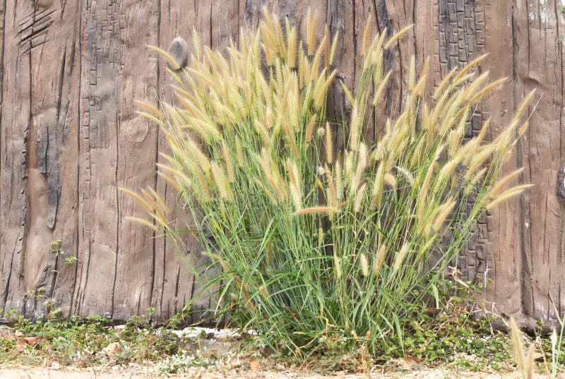 Bush and wall stock image. Image of wooden, leaf, natural - 22951617