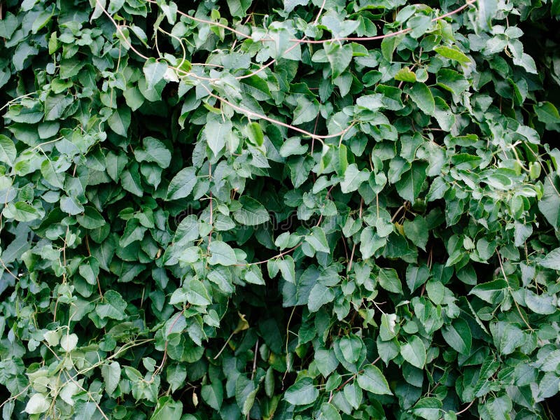 Bush on a wall stock image. Image of backdrop, frame - 160093595