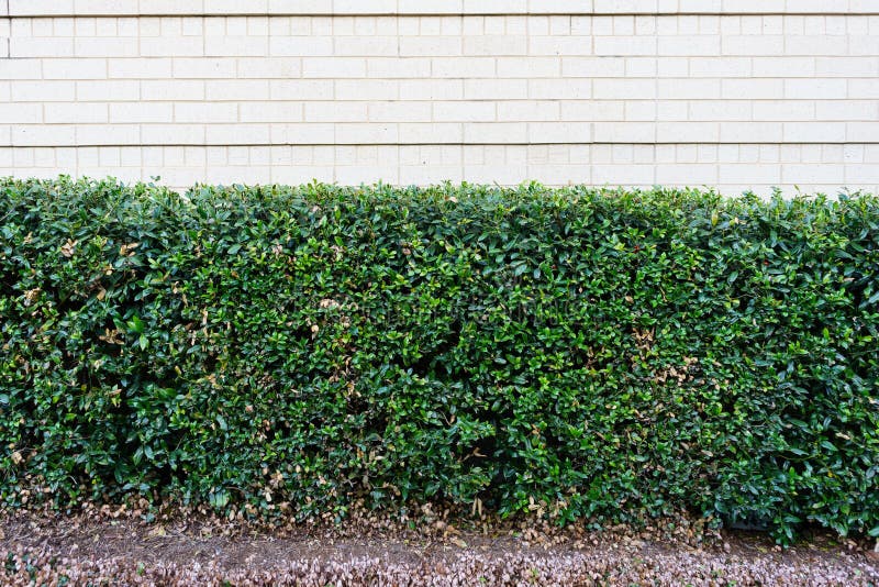 Bush and wall stock image. Image of backdrop, fence, stone - 39981399