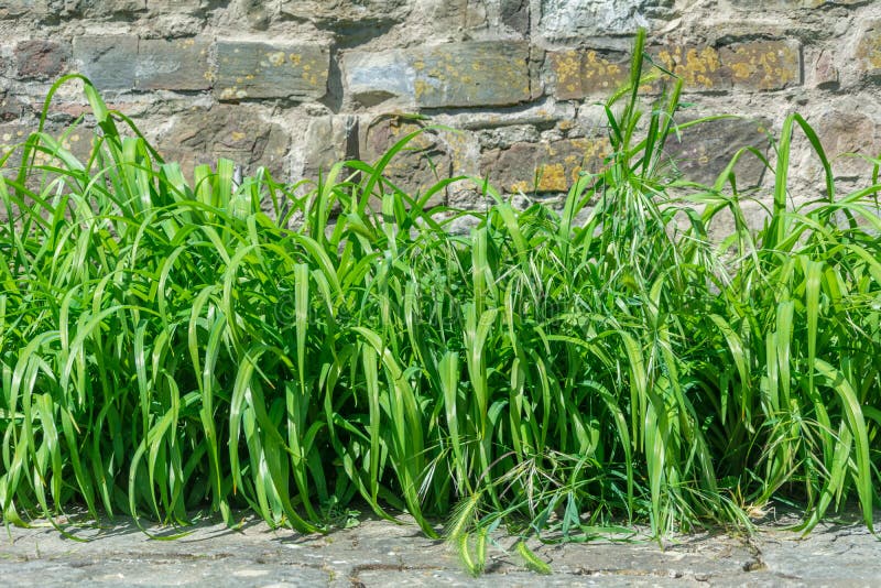 Bush weed in an wall stock image. Image of green, grass - 214311415