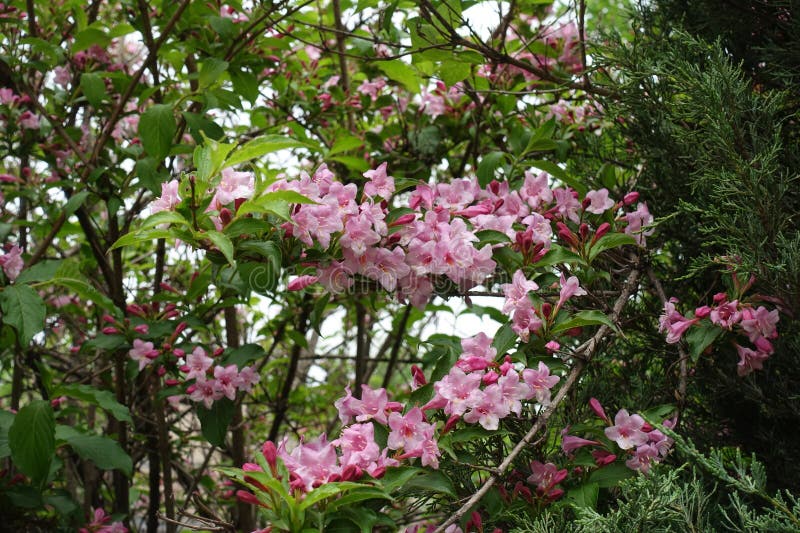 Bush of Weigela Florida in Full Bloom in May Stock Photo - Image of ...