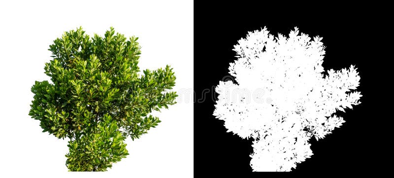 7,202 Bush Alpha Stock Photos - Free & Royalty-Free Stock Photos from ...