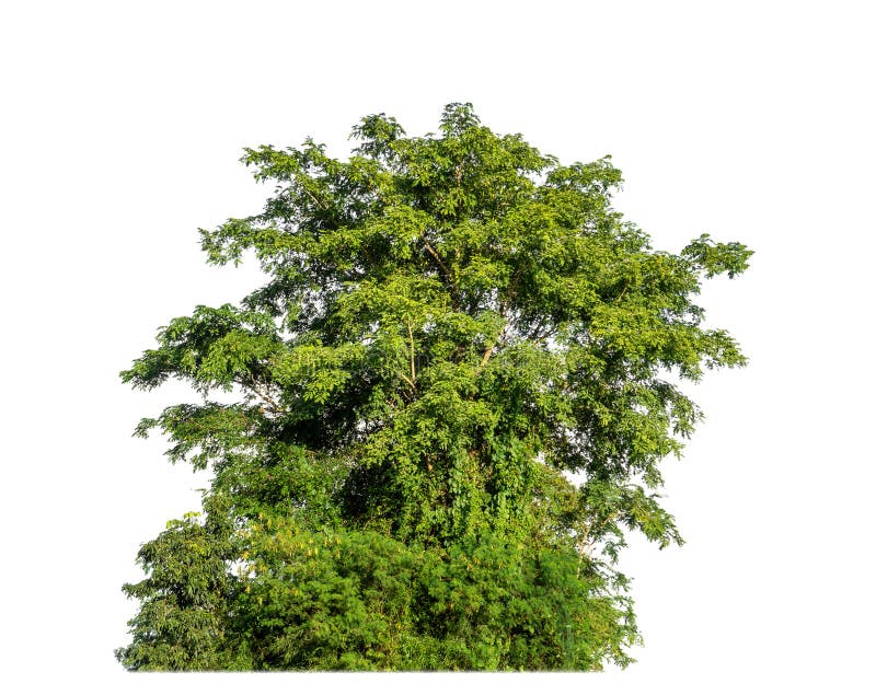 Bush on White Background with Clipping Path and Alpha Channel . Stock ...