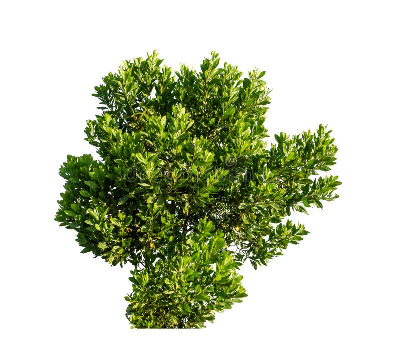Bush on White Background with Clipping Path and Alpha Channel . Stock ...